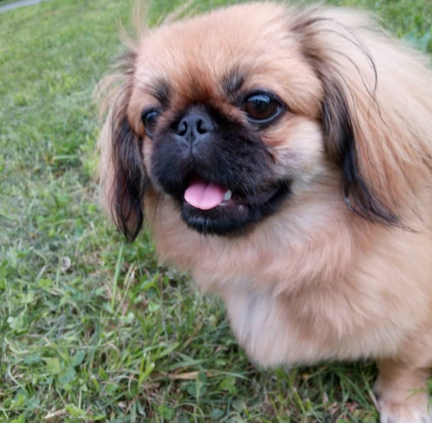 14 Interesting Facts About Pekingeses - Page 2 of 3 - PetPress