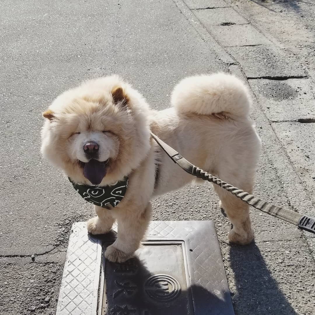 14 Lovely Chow Chow Pictures To Make Your Day - PetPress
