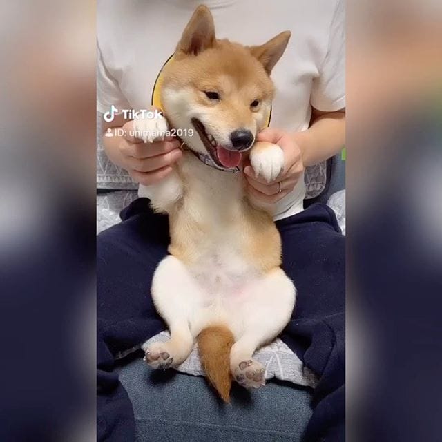 14 Surprising Facts that Shiba Inu People Need You to Know - PetPress