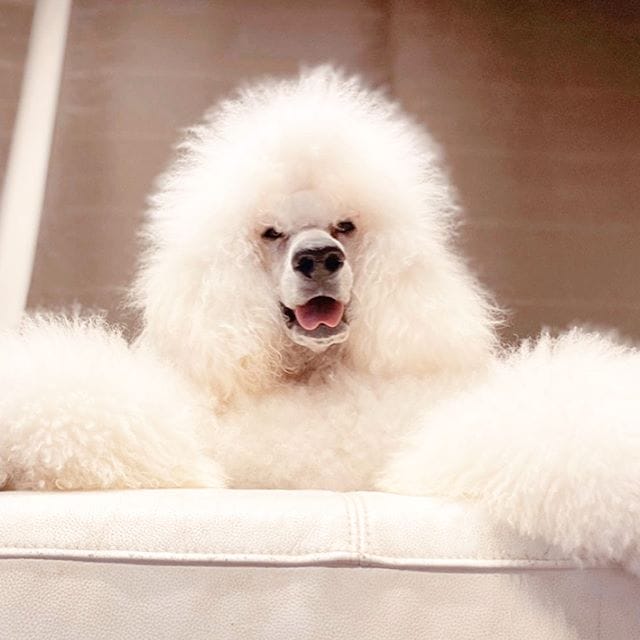14 Poodle Pictures That Will Make Your Day Much Brighter - PetPress