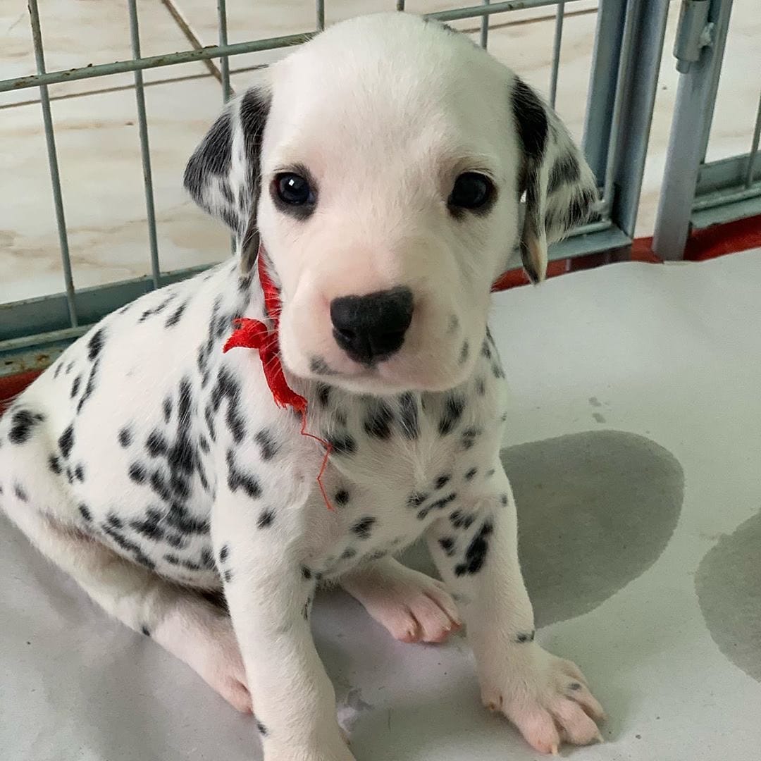 14 Interesting Facts About the Dalmatian - PetPress
