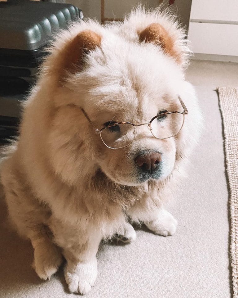 14 Interesting Facts About Chow Chows - PetPress