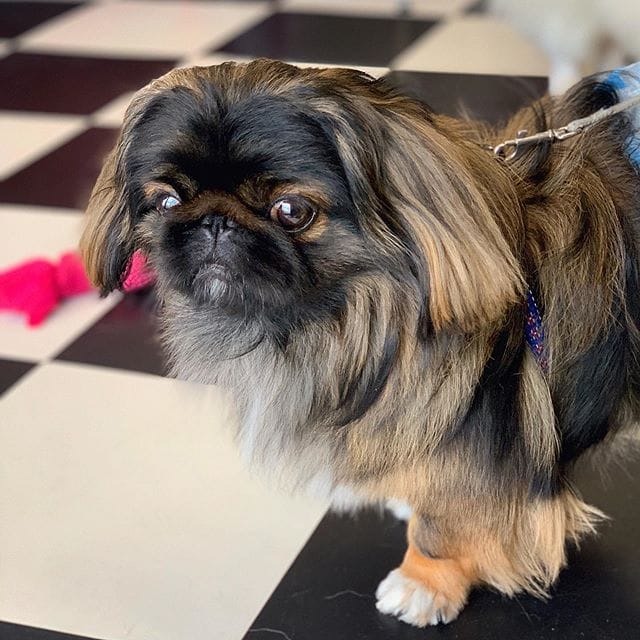 14 Amazing Facts About Pekingese - PetPress