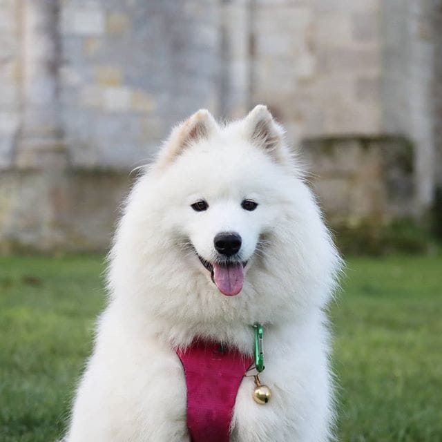 14 Interesting Facts About Samoyed Dogs - Page 2 of 3 - PetPress