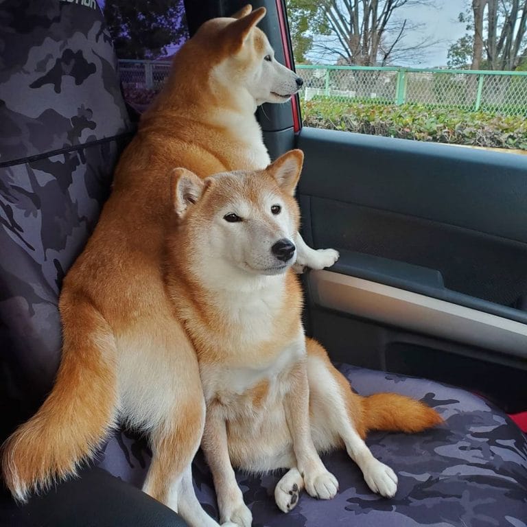 14 Surprising Facts that Shiba Inu People Need You to Know - Page 3 of ...