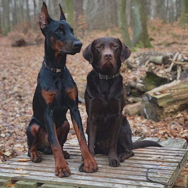 14 Cool Facts You Didn’t Know About the Doberman - PetPress