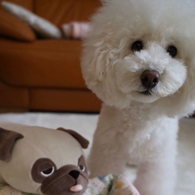 14 Poodle Pictures That Will Make Your Day Much Brighter - Page 2 of 3 ...