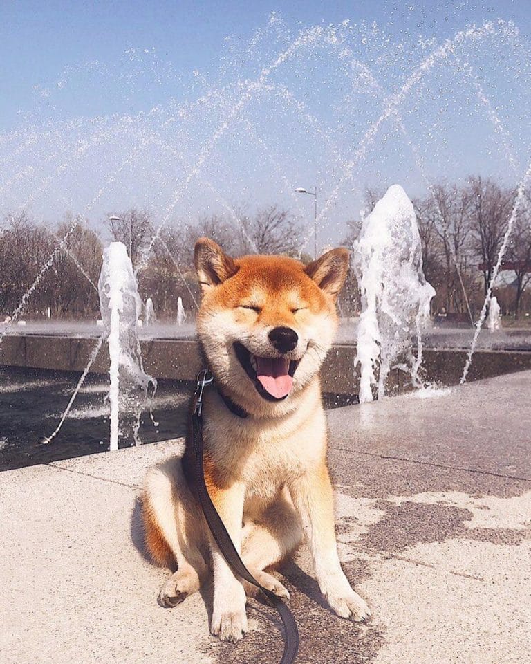 14 Photos That Confirm That Shiba Inu is the Most Smiling Dog - PetPress