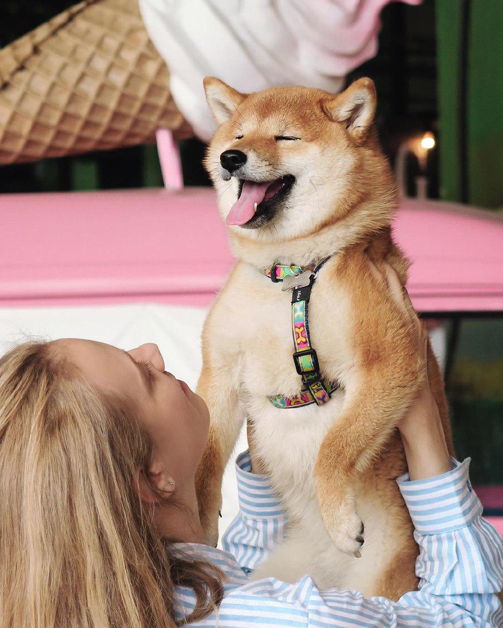14 Photos That Confirm That Shiba Inu is the Most Smiling Dog - PetPress
