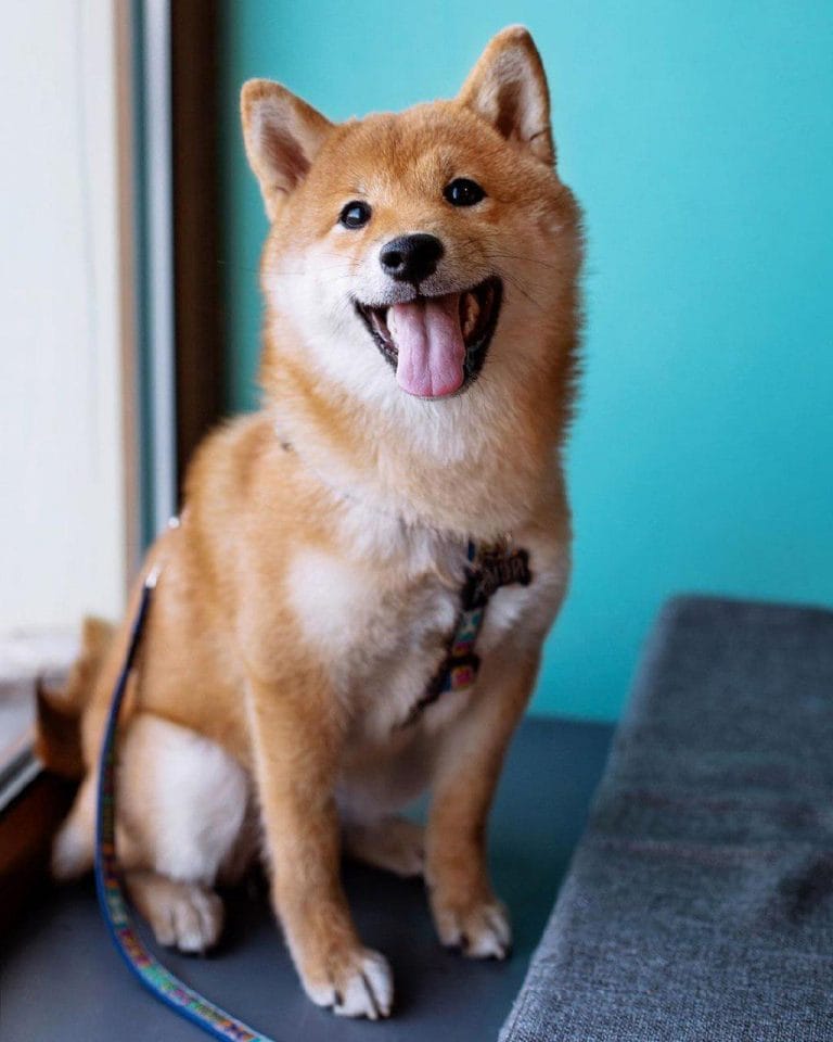 14 Photos That Confirm That Shiba Inu is the Most Smiling Dog - PetPress