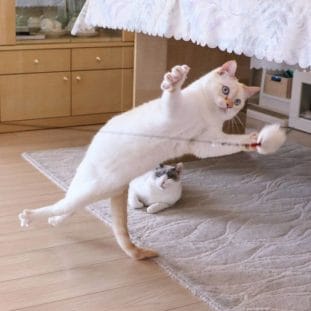 15 Evidence That Chaco the Cat From Japan Is Dancing Better Than You ...
