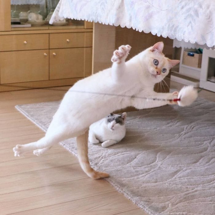 15 Evidence That Chaco the Cat From Japan Is Dancing Better Than You ...