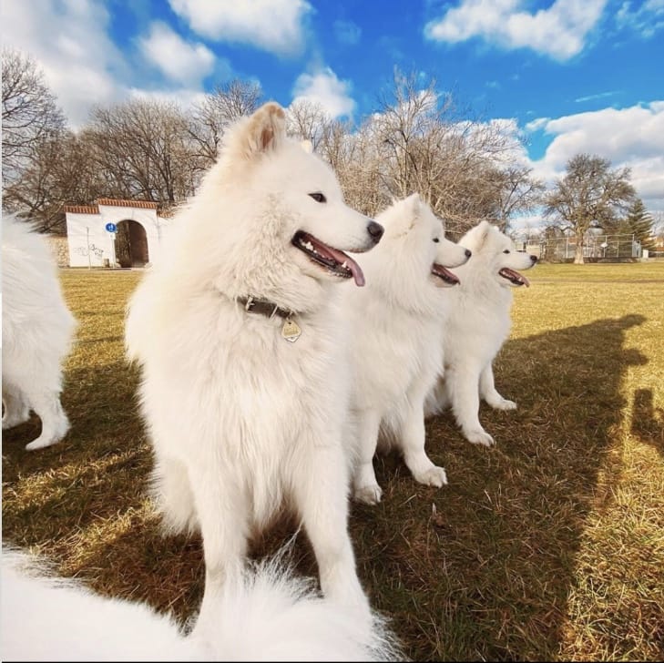 The 14 Most Expensive Dog Breeds - PetPress