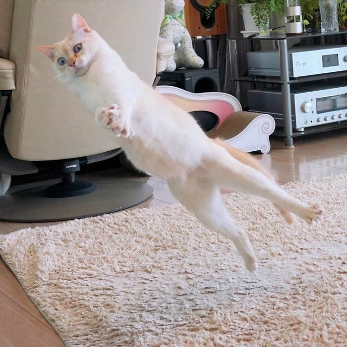 15 Evidence That Chaco the Cat From Japan Is Dancing Better Than You ...