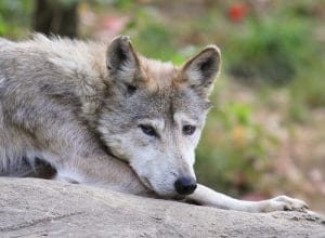 380 Popular Female Wolf Names & Names that Mean Wolf | PetPress