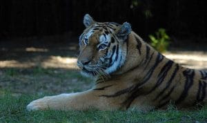 Tiger Names: 560+ Best Names for Tigers | PetPress