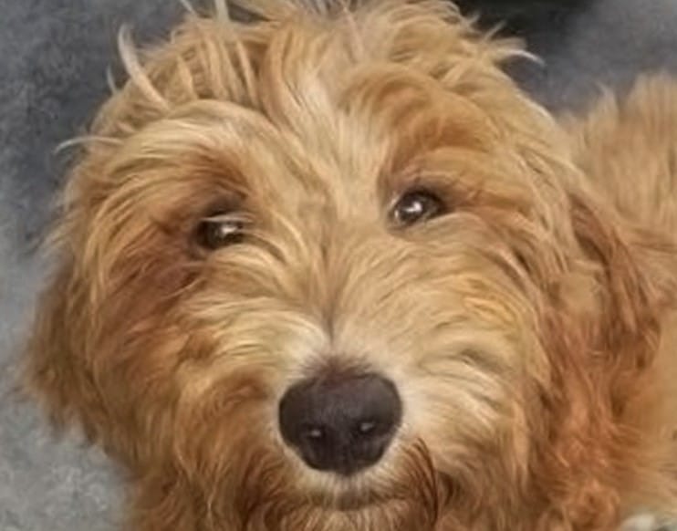 12 Crazily Cute Afghan Hound Mixes You Have To Check Out Now - PetPress