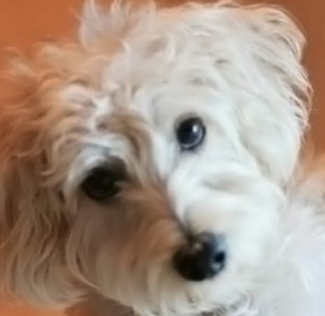 12 Crazily Cute Afghan Hound Mixes You Have To Check Out Now - PetPress