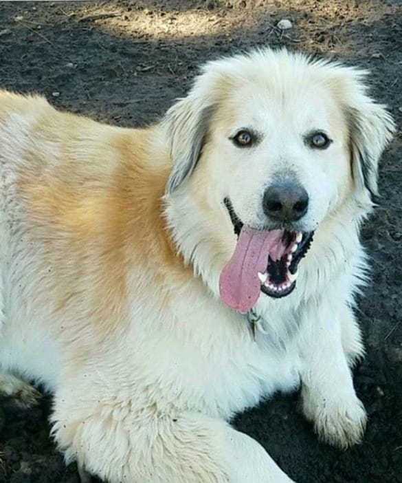 12 Crazily Cute Afghan Hound Mixes You Have To Check Out Now - PetPress