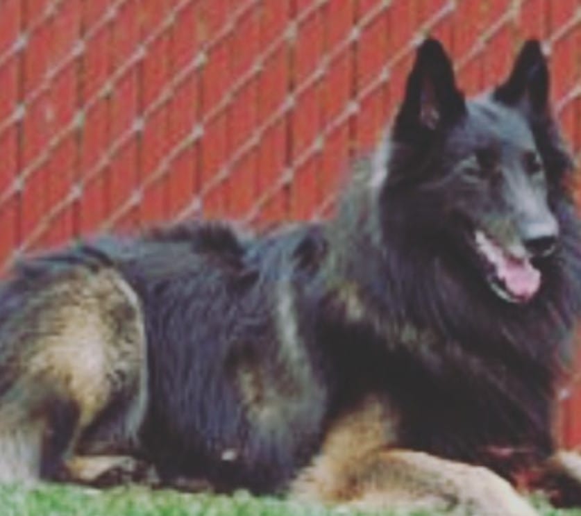 12 Crazily Cute Afghan Hound Mixes You Have To Check Out Now - PetPress