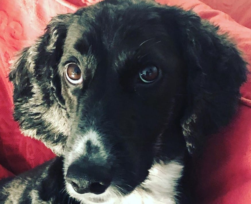 12 Crazily Cute Afghan Hound Mixes You Have To Check Out Now - PetPress