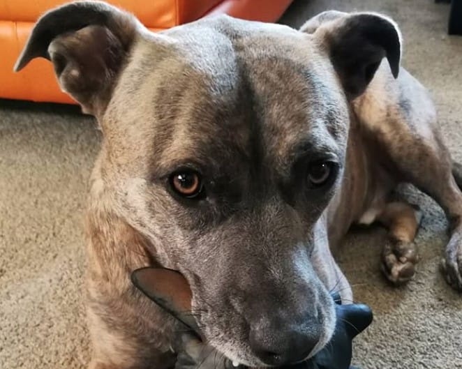 9 Cute Akita Inu Mixes That'll Melt Your Heart - PetPress