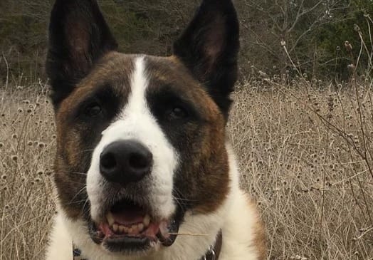 9 Cute Akita Inu Mixes That'll Melt Your Heart - PetPress