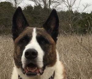 9 Cute Akita Inu Mixes That'll Melt Your Heart - PetPress