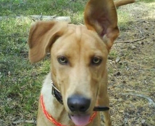 16 Weimaraner Mixes That'll Melt Your Heart - PetPress