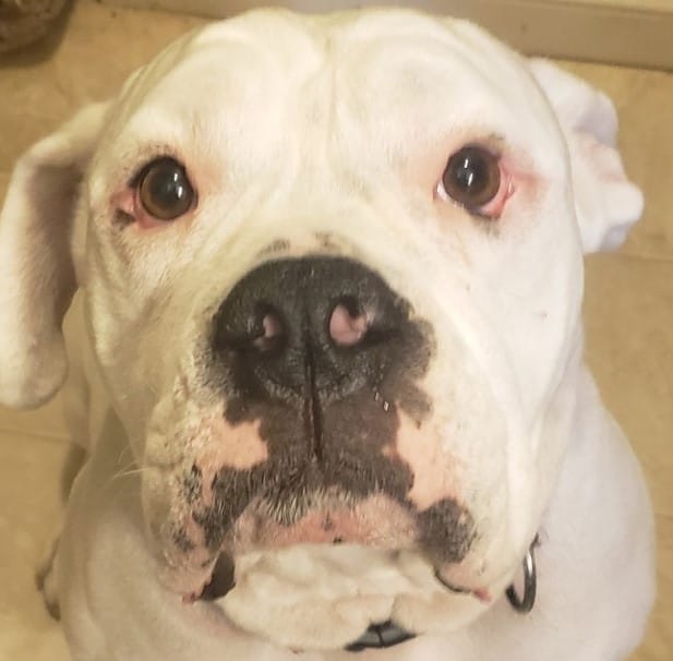 29 Australian Shepherd Mix Breeds – The Popular and Adorable Hybrid ...