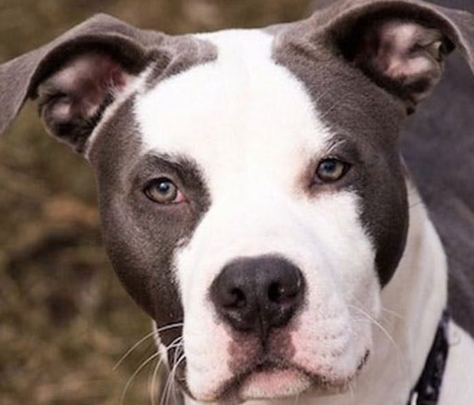 13 Staffordshire Bull Terrier Mix Breeds – The Popular and Adorable ...