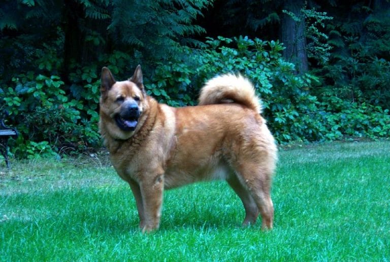 14 Chow Chow Mix Breeds That Are Unbelievably Cute!