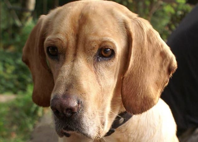 8 Times Pointers Mixed With Other Breeds - PetPress