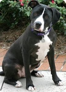 19 English Mastiff Mixes That'll Melt Your Heart - PetPress