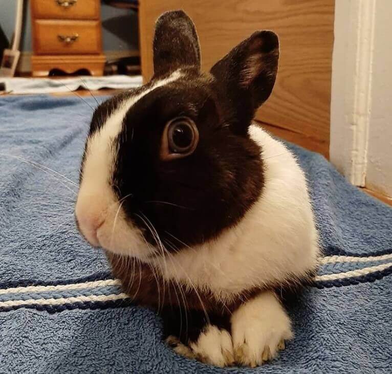 Rabbit Names: The 700 Most Popular Bunny Names - PetPress