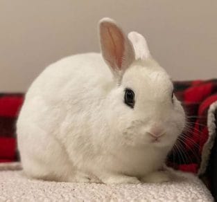 Rabbit Names: The 700 Most Popular Bunny Names - PetPress