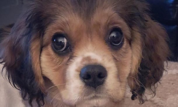 39 Utterly Gorgeous Cavalier King Charles Spaniel Mixes You Need In ...