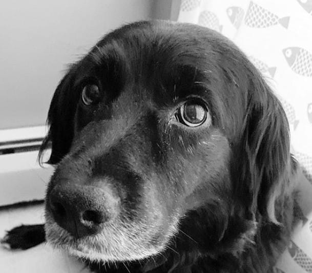 11 Newfoundland Mixes That'll Melt Your Heart - PetPress