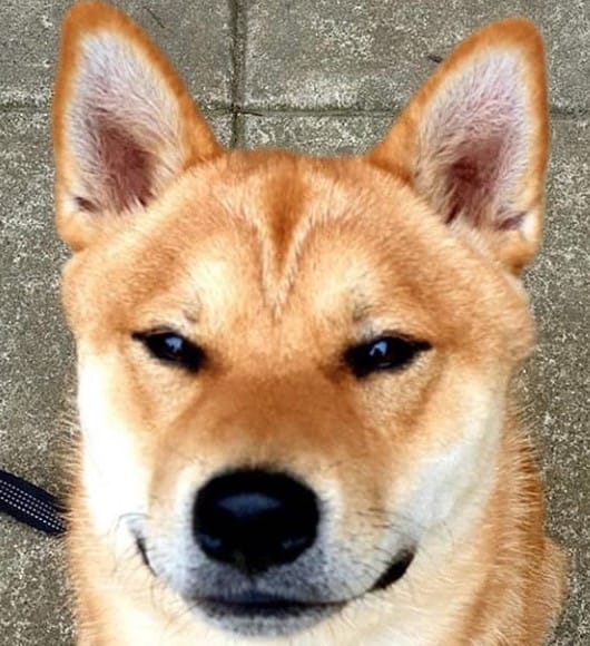 18 Shiba Inu Mix Breeds – The Popular and Adorable Hybrid Dogs - PetPress