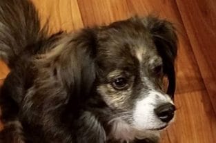 35 Papillon Mix Breeds – The Popular and Adorable Hybrid Dogs - PetPress