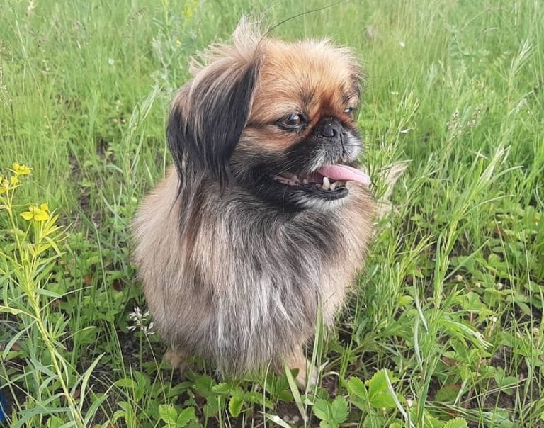 14 Interesting Facts About Pekingeses - PetPress