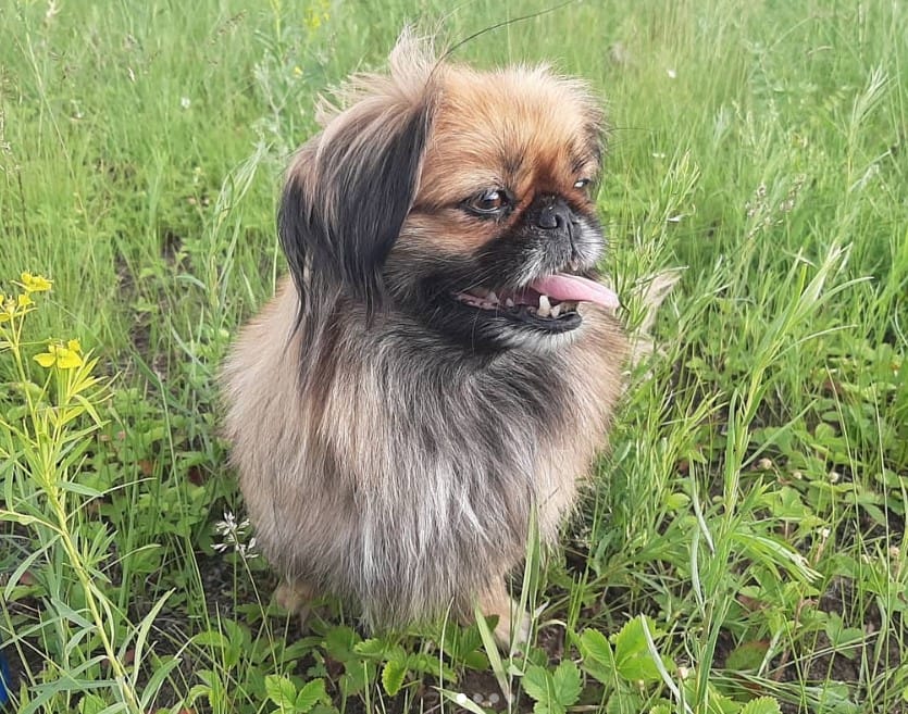 14 Interesting Facts About Pekingeses - PetPress