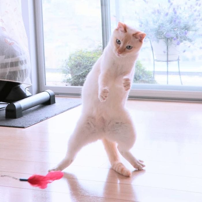 15 Evidence That Chaco the Cat From Japan Is Dancing Better Than You ...
