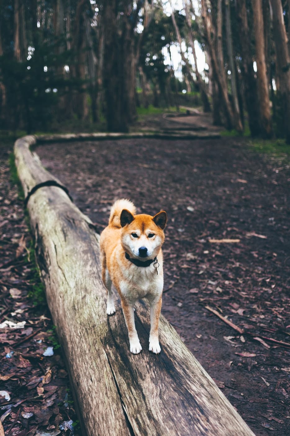 15 Reasons Why You Need A Shiba Inu - PetPress