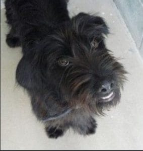 25 Scottish Terrier Mix Breeds – The Popular and Adorable Hybrid Dogs ...