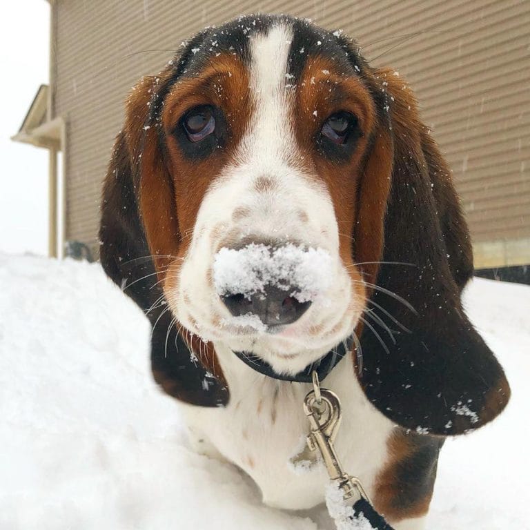 14 Basset Hounds Who Absolutely Love Winter - PetPress