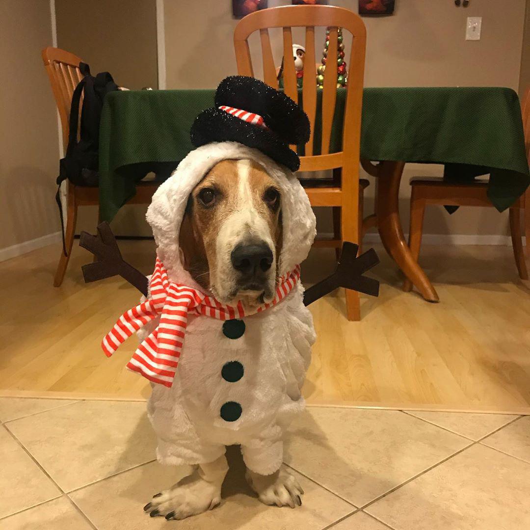 14 Basset Hounds Who Absolutely Love Winter - PetPress