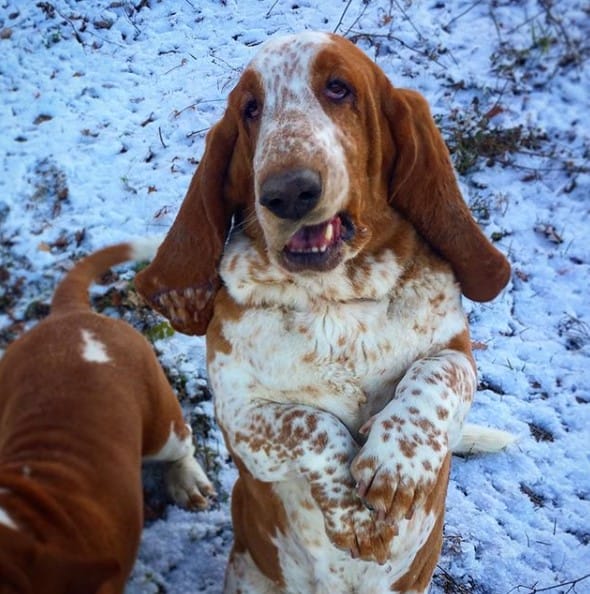 14 Photos Of Basset Hounds That Will Create A Festive Mood For You ...