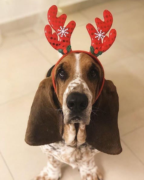 14 Photos Of Basset Hounds That Will Create A Festive Mood For You ...