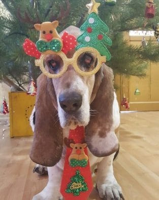 14 Photos Of Basset Hounds That Will Create A Festive Mood For You ...